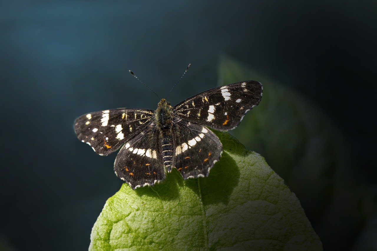 Project Ripple Effect – A waterways resilience initiative